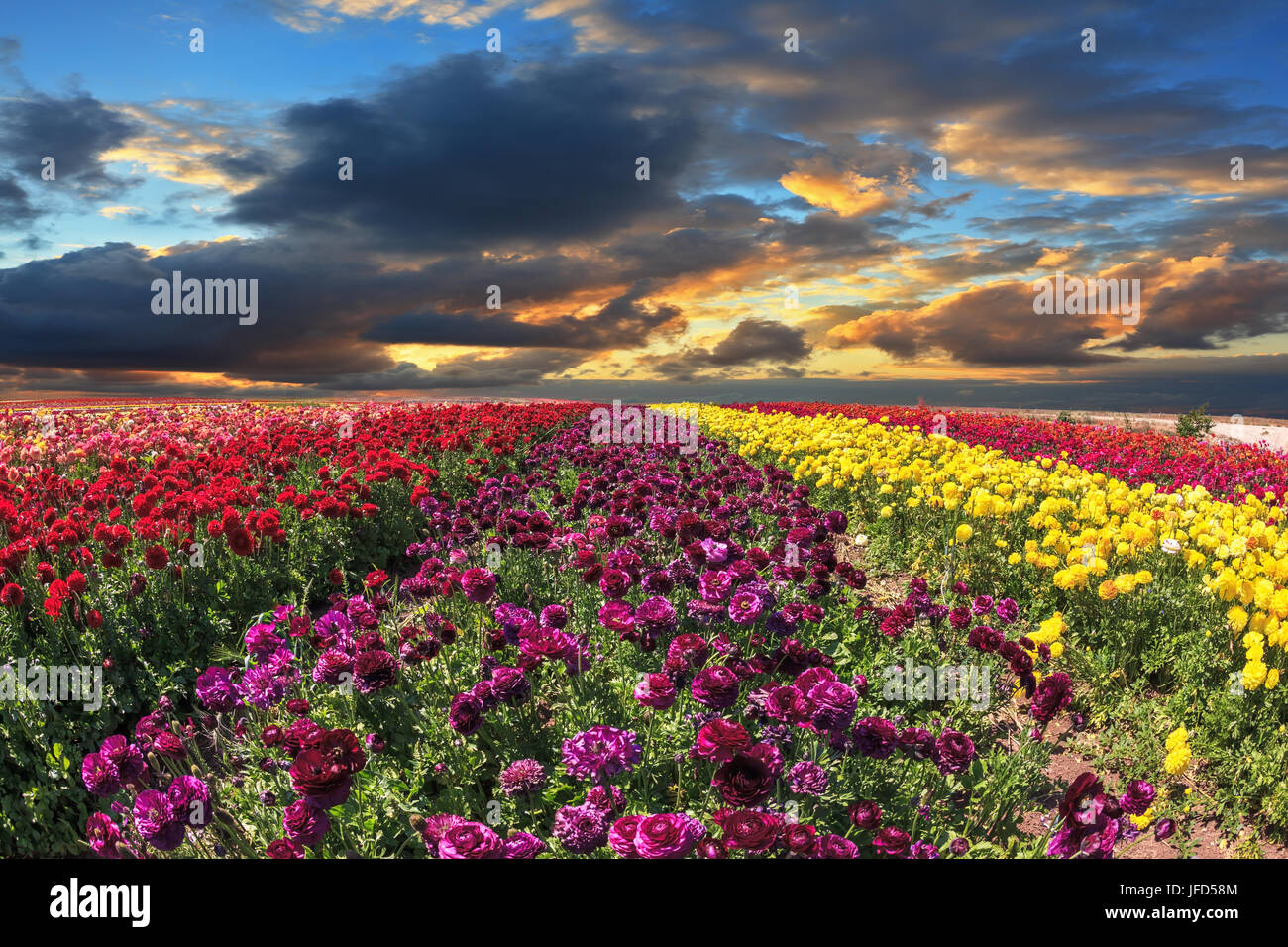 Large field of flowers Stock Photo - Alamy