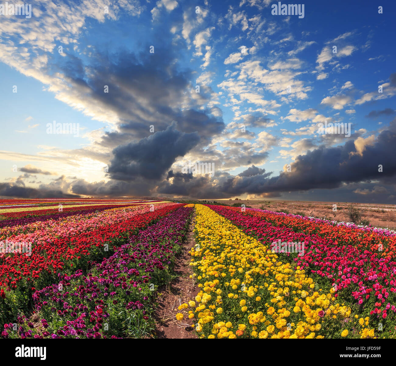 Green field red flowers storm hi-res stock photography and images - Alamy