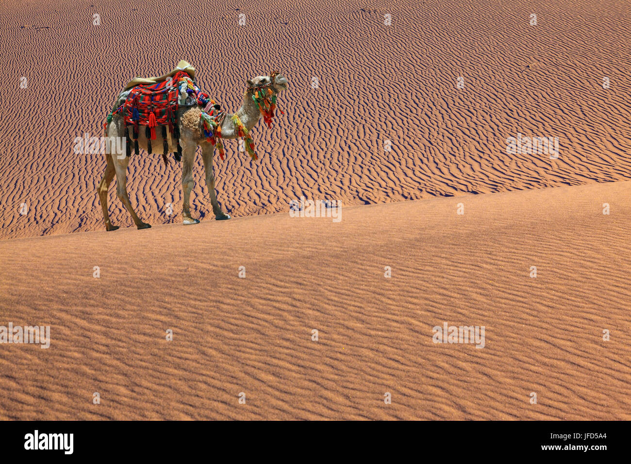 Camel with harness Stock Photo - Alamy