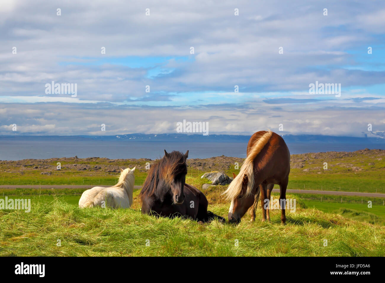 Farm grazing herds Stock Photo - Alamy