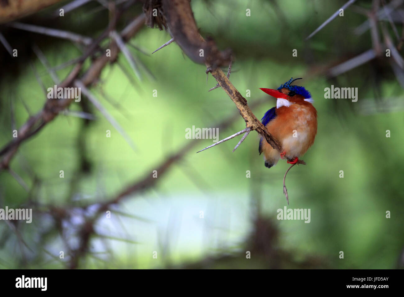 Kingfisher - Alcedo atthis Stock Photo - Alamy