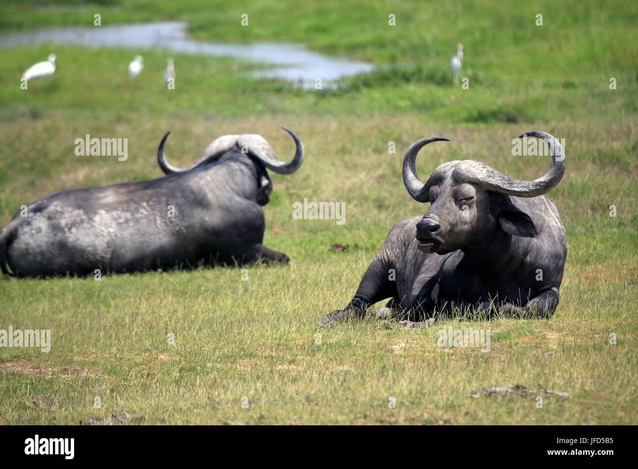 Buffalo hoof hi-res stock photography and images - Alamy