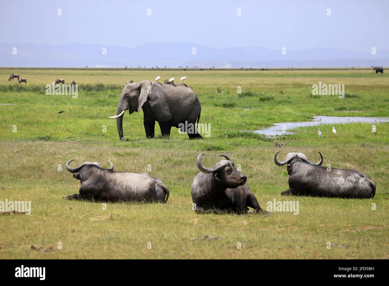 Elephant and Cape Buffalo Stock Photo - Alamy