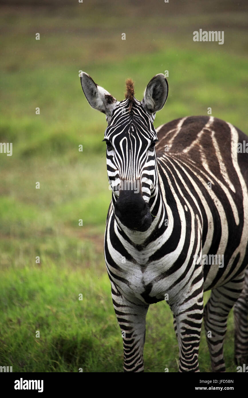 Zebra on savanna Stock Photo - Alamy