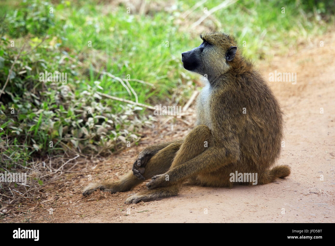 Dangerous baboon hi-res stock photography and images - Alamy