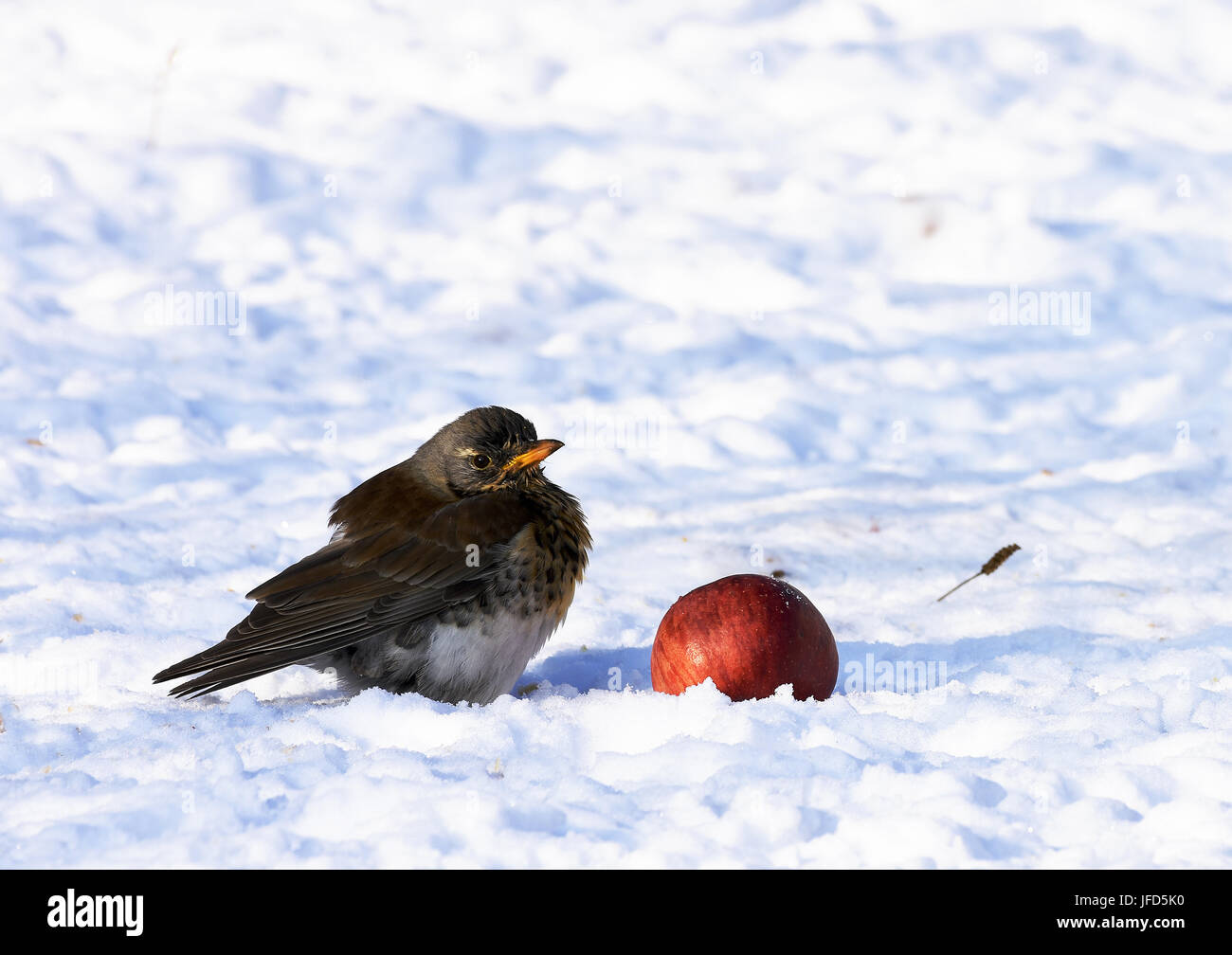 Throttle hi-res stock photography and images - Alamy