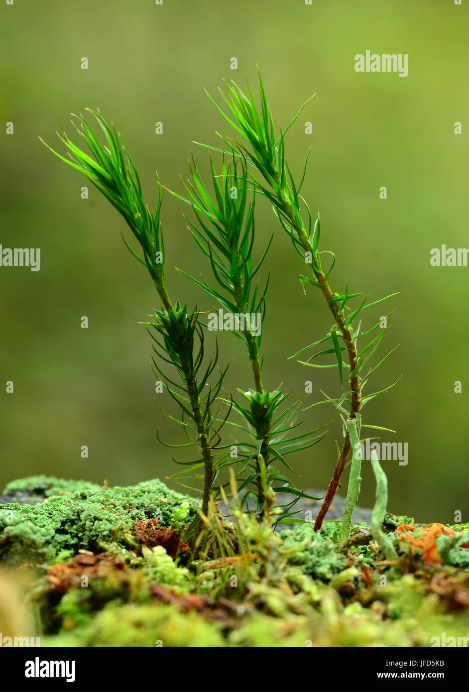 Besenmoos hi-res stock photography and images - Alamy