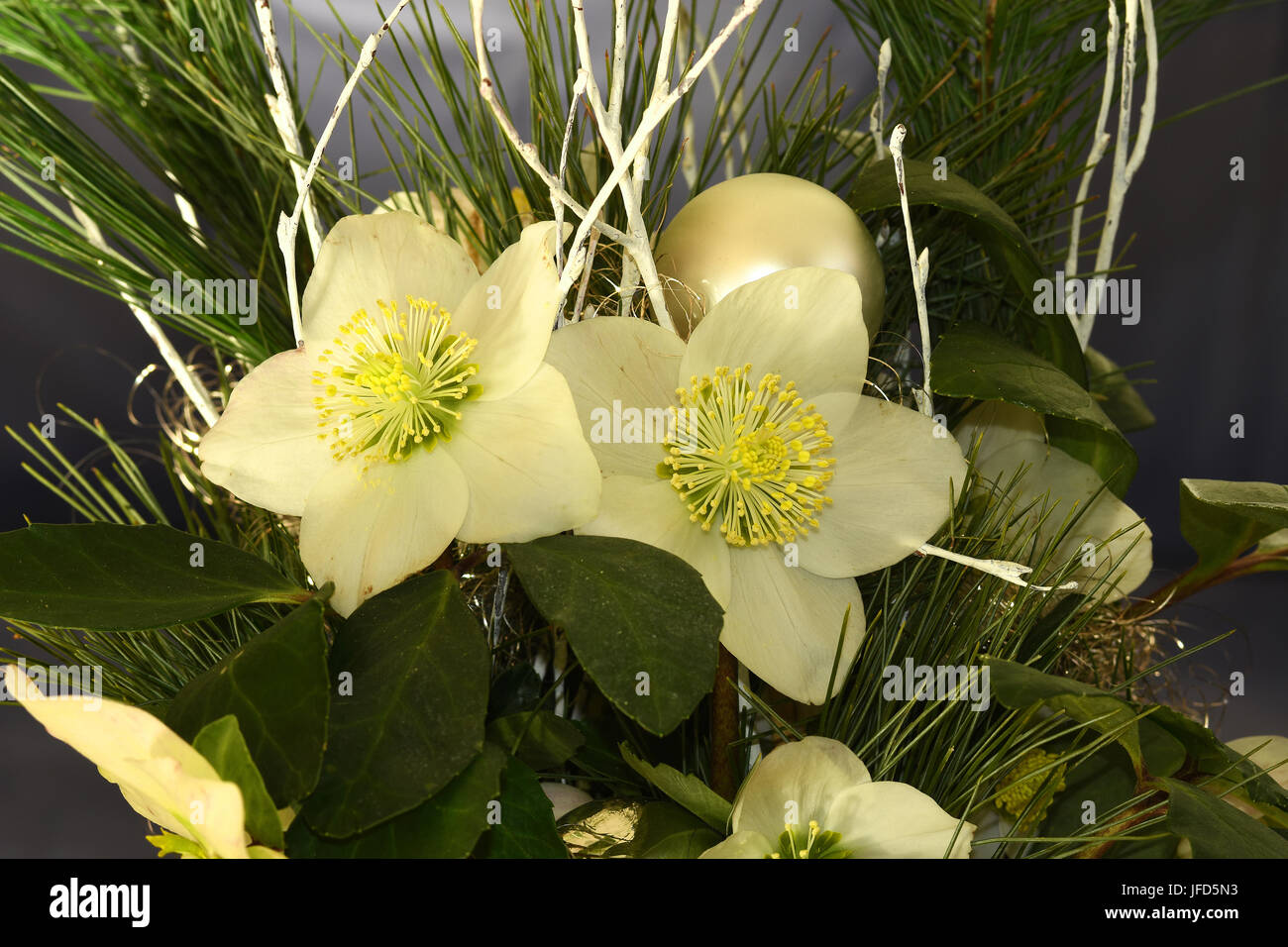 Christmas rose; Easter rose Stock Photo - Alamy