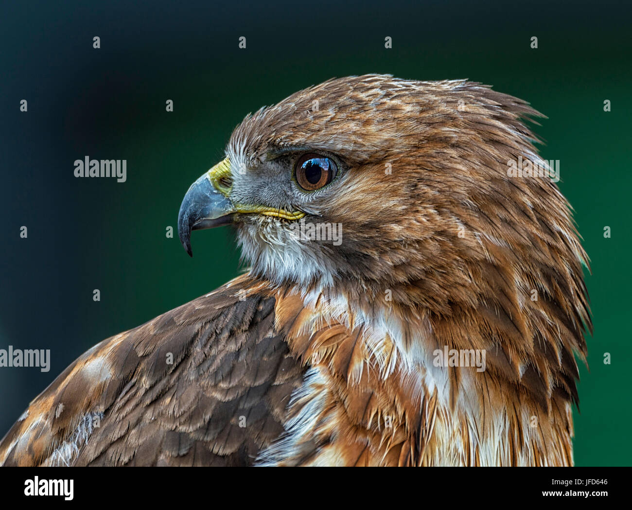 Stunning falcon hi-res stock photography and images - Alamy