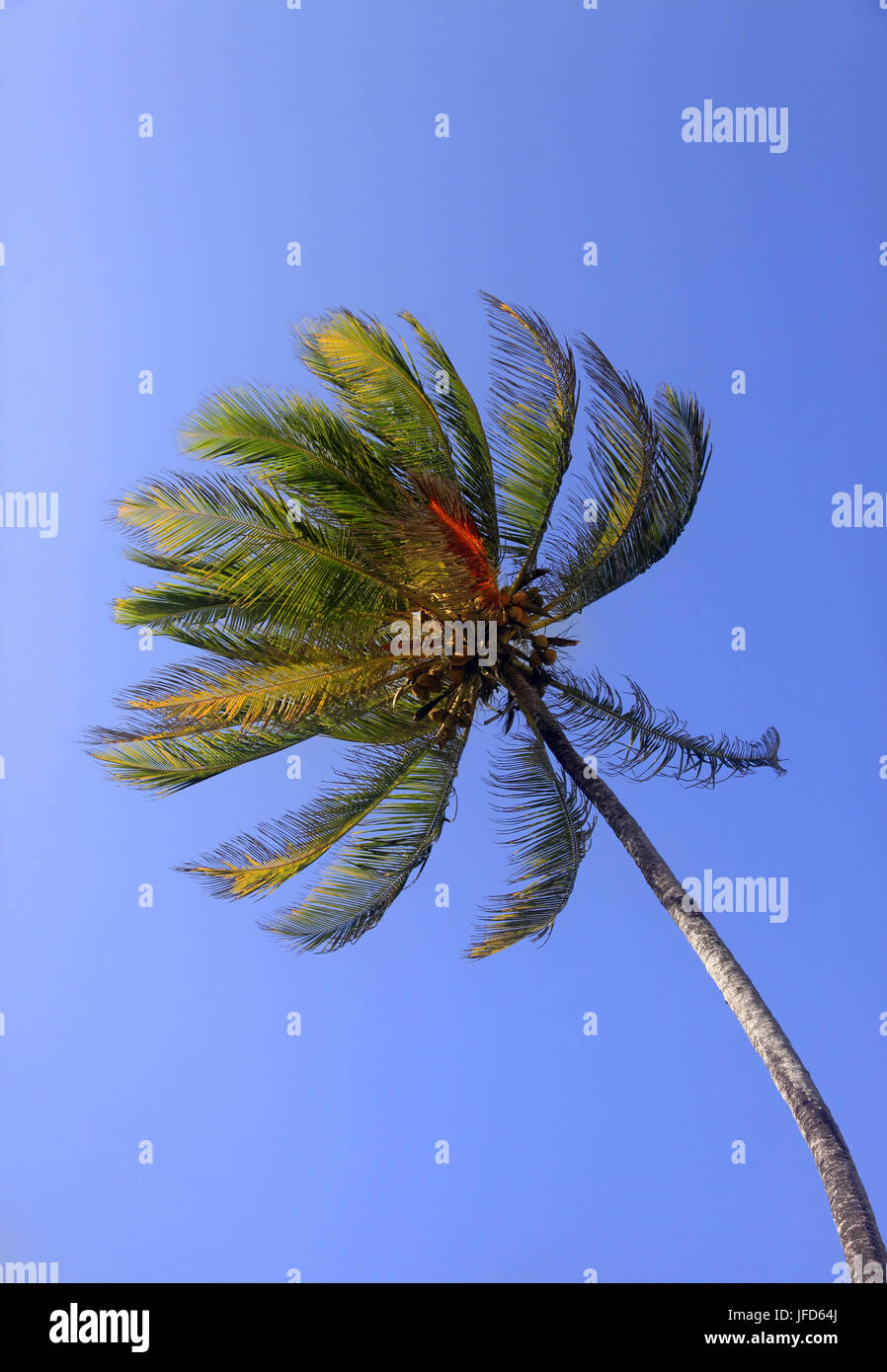Coco palm heaven hi-res stock photography and images - Alamy