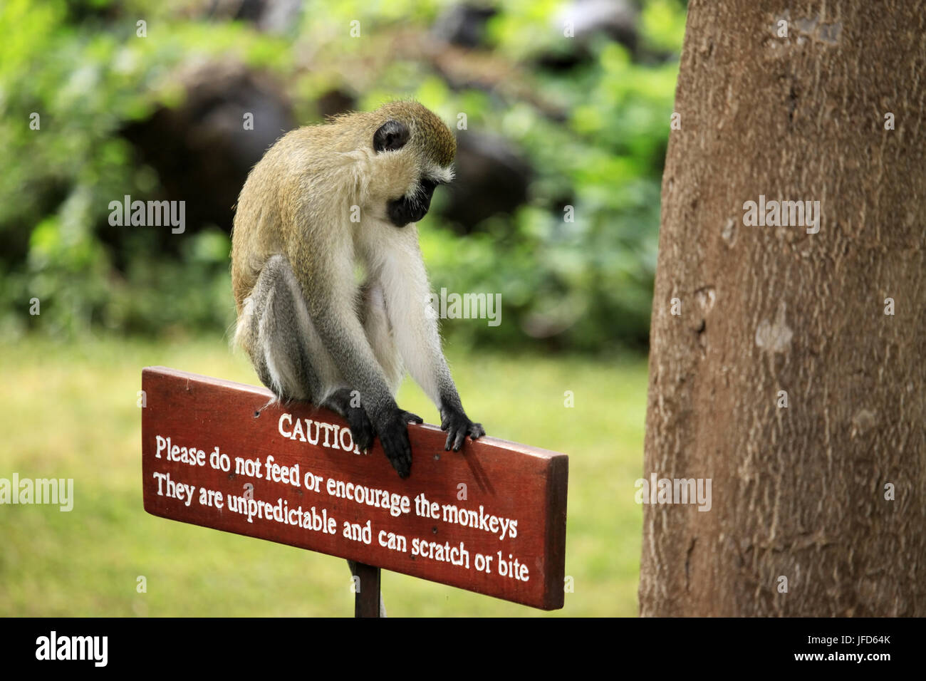 Monkey sitting on a wooden sign Stock Photo - Alamy