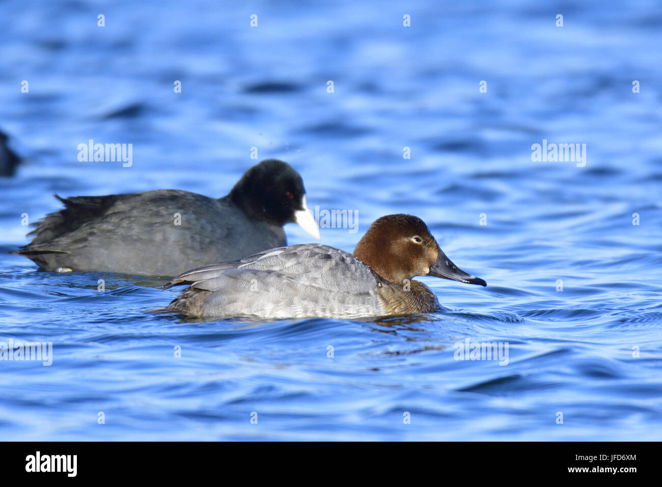 Common pochard pair hi-res stock photography and images - Alamy