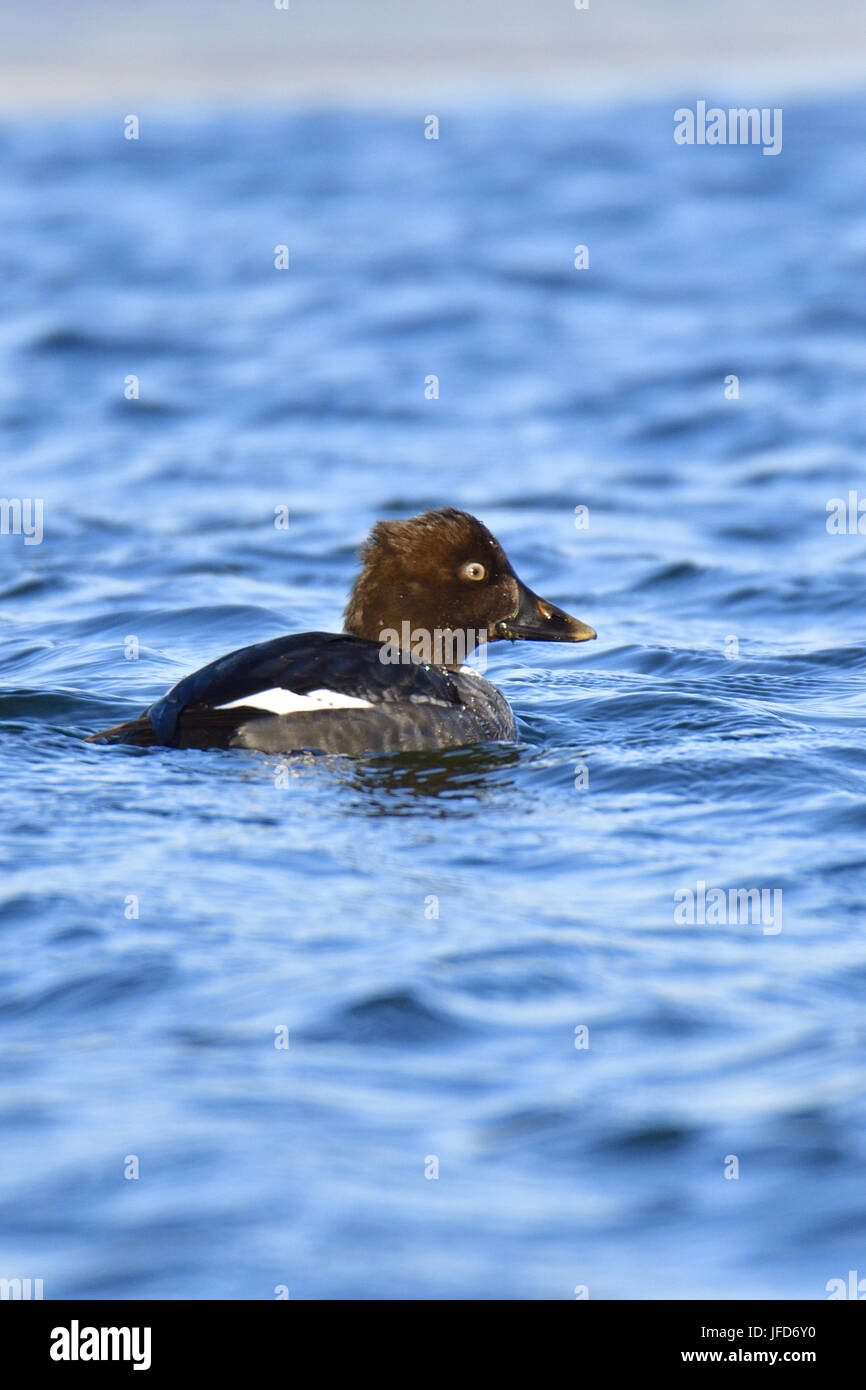 Female common goldeneye duck hi-res stock photography and images - Alamy