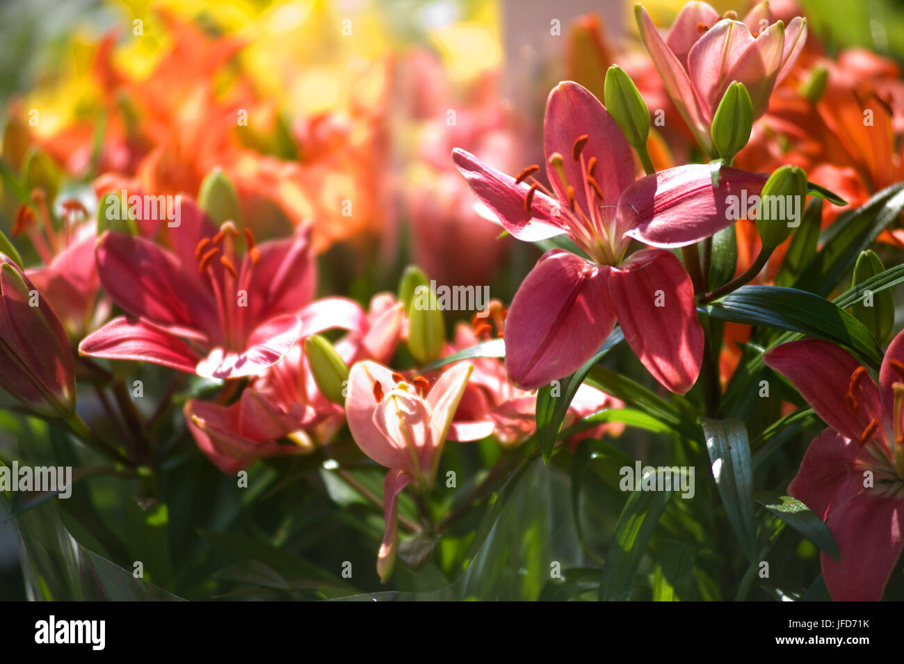 Red lillies hi-res stock photography and images - Alamy