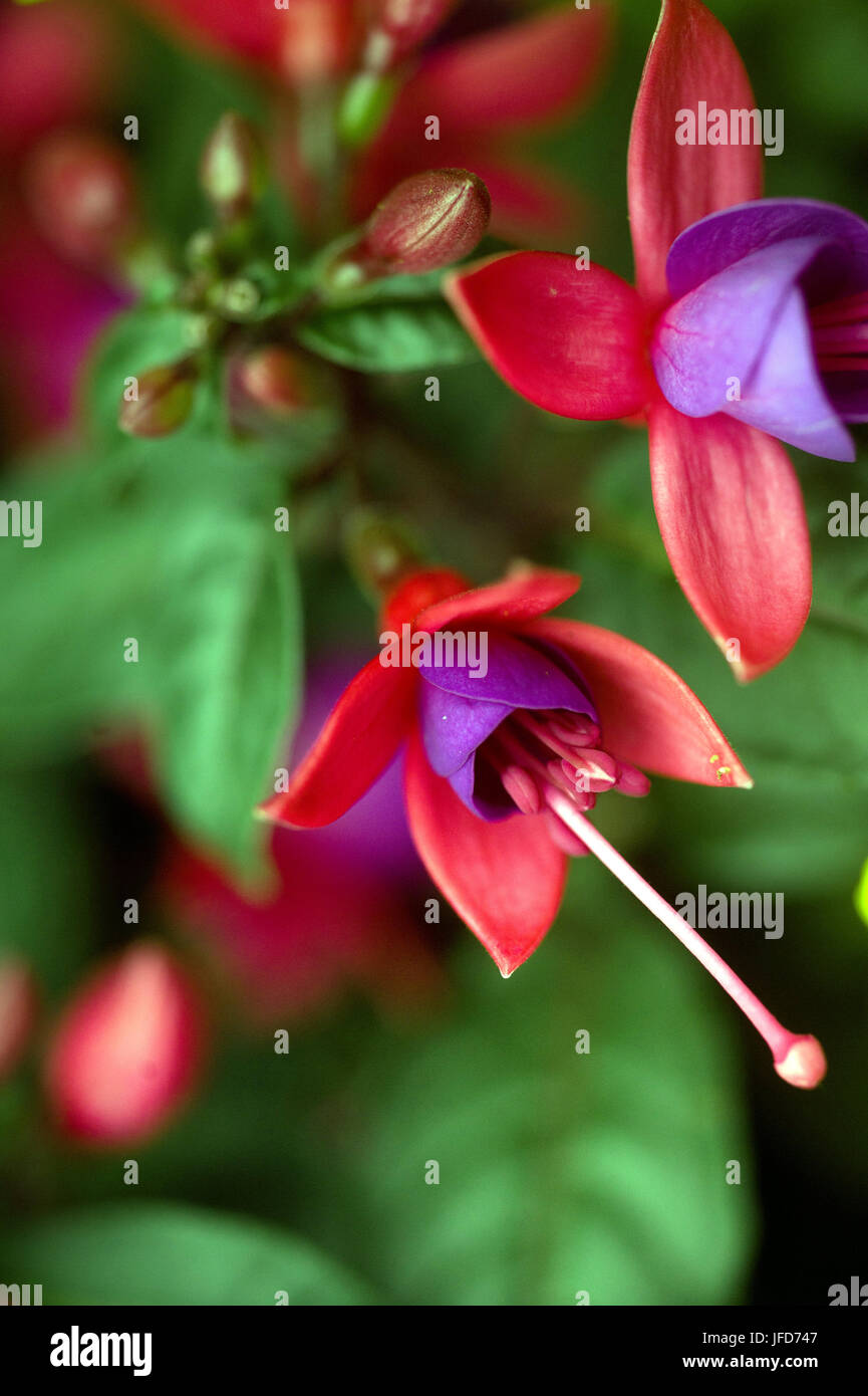 Pink Fuschia Flower Stock Photo - Alamy