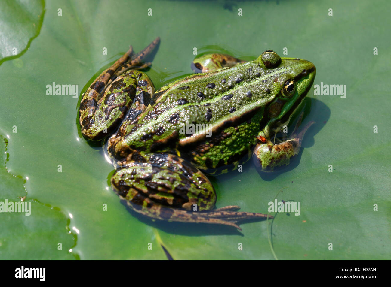 Sunbathing frog hi-res stock photography and images - Alamy