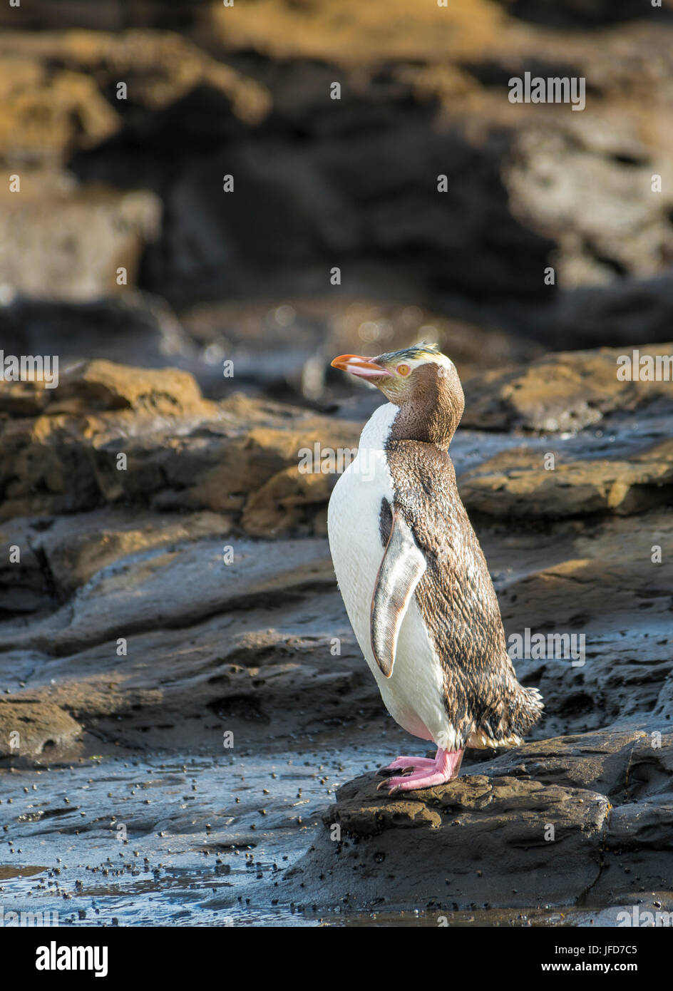 Yellow-eyed penguin, Hoiho (Megadyptes antipodes) on rocks, Petrified ...