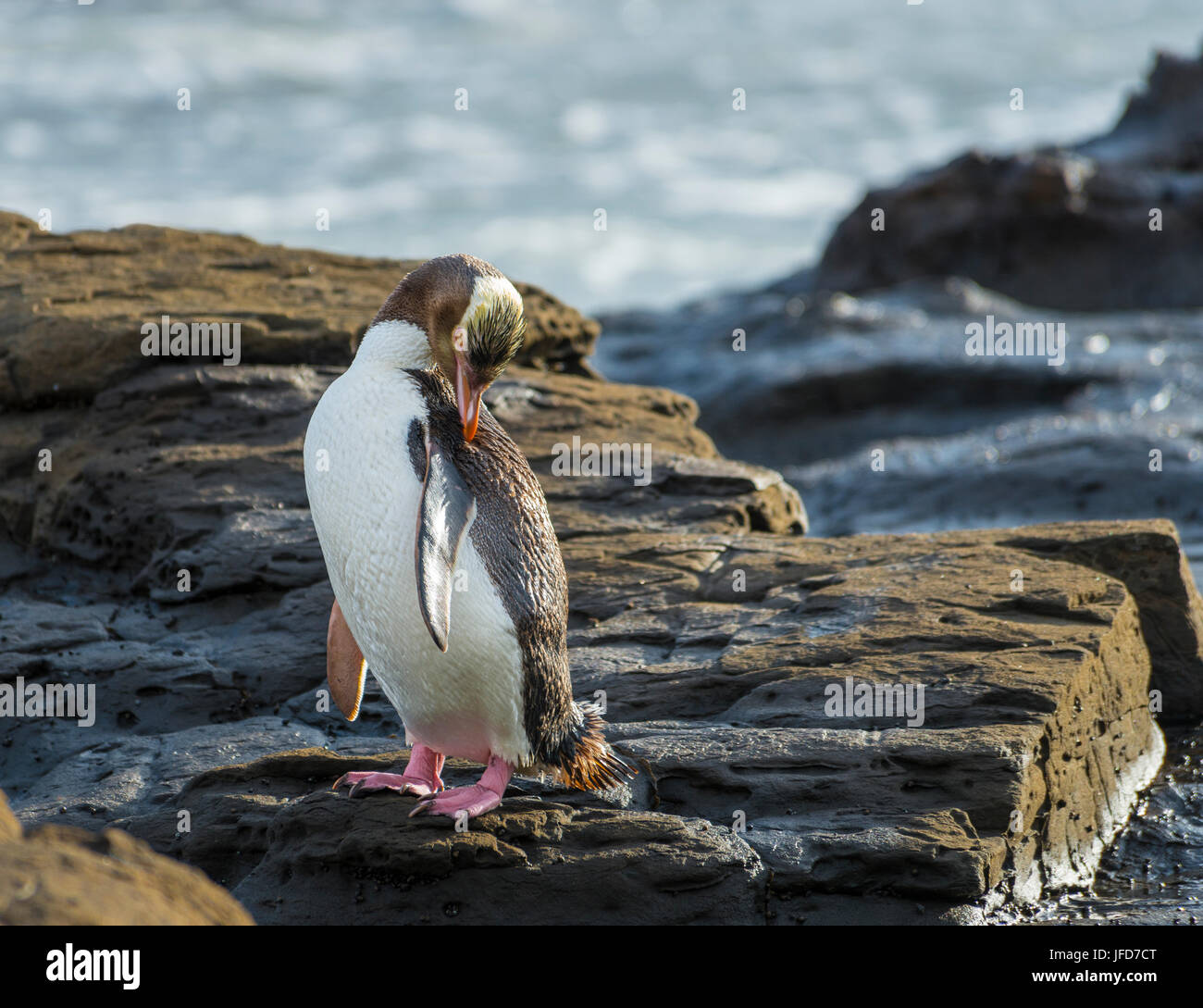 Endangered yellow eyed penguin megadyptes antipodes hi-res stock ...