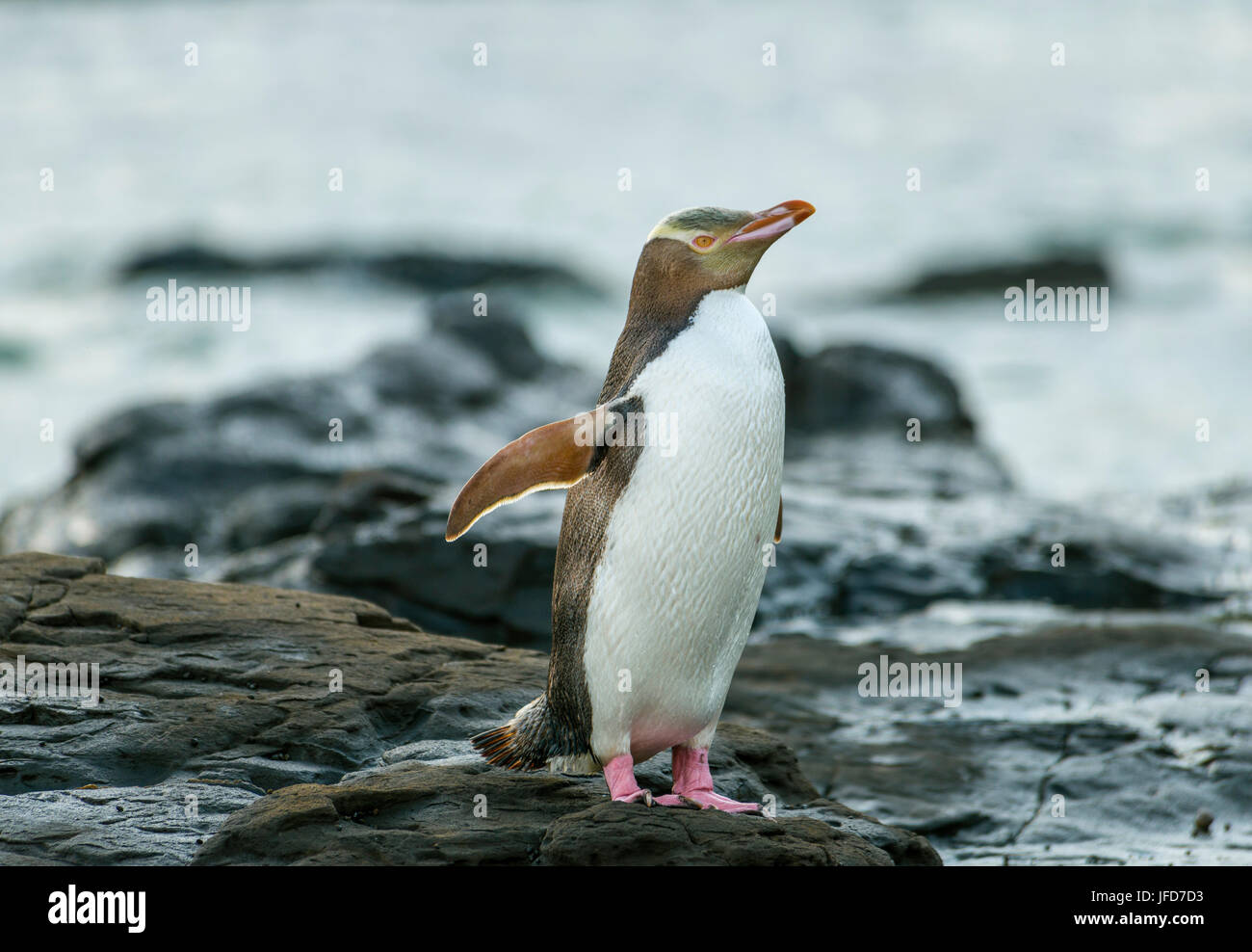 Yellow-eyed penguin, Hoiho (Megadyptes antipodes) on rock, drying its ...