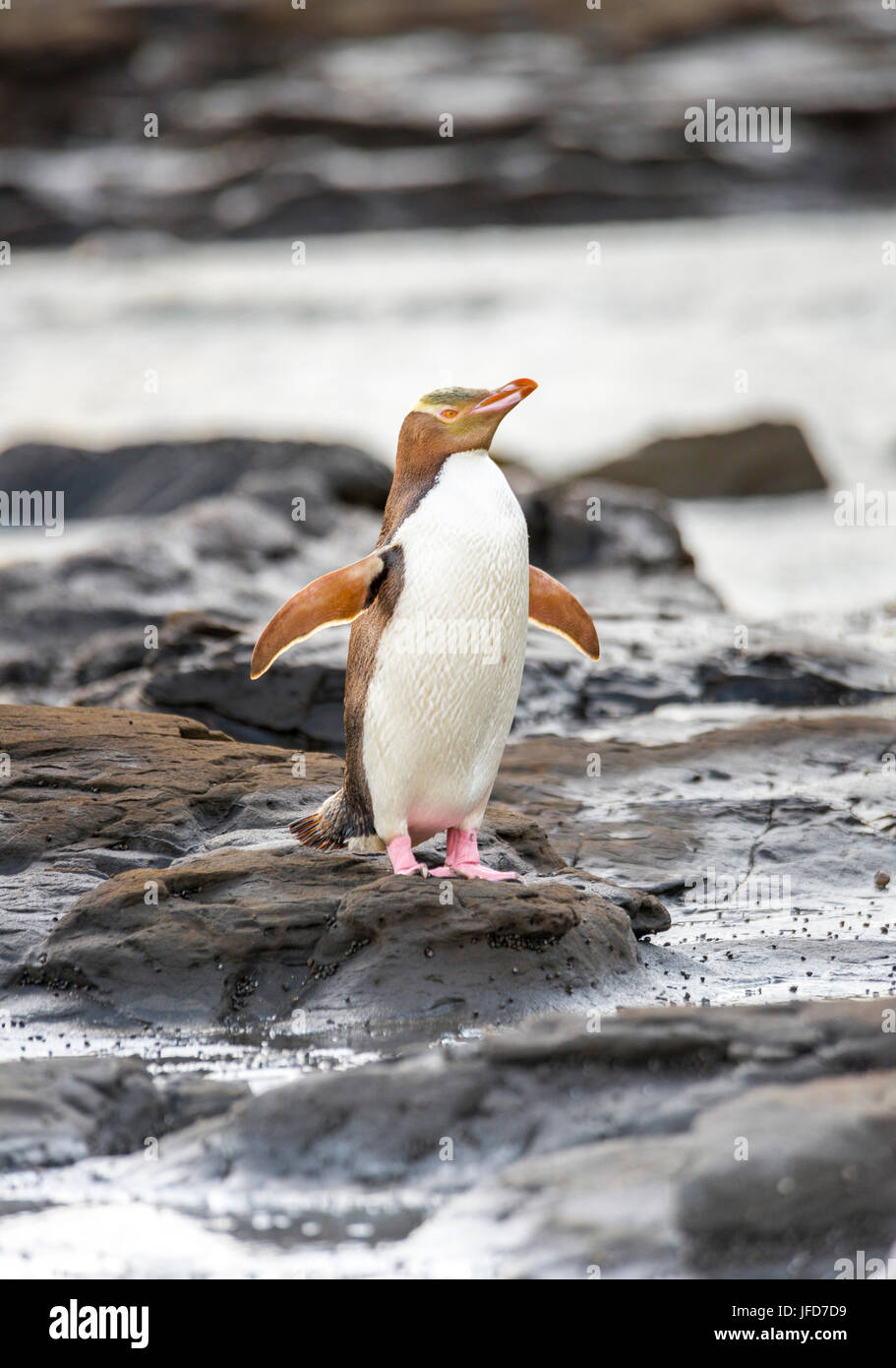 Yellow-eyed penguin, Hoiho (Megadyptes antipodes) on rock, drying its ...