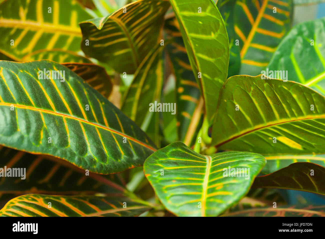 Leaves of croton tree Codiaeum Stock Photo - Alamy