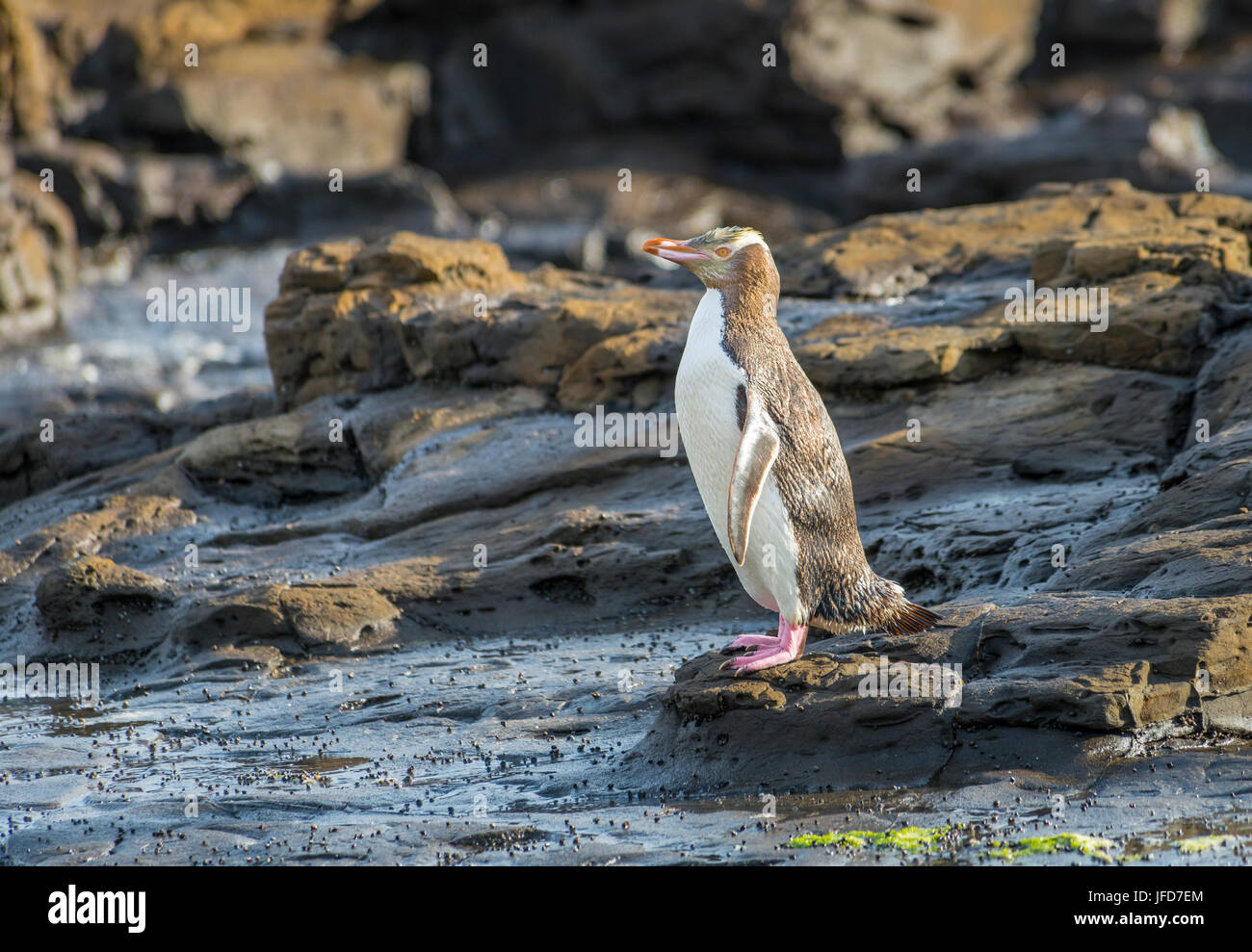 Hoiho new zealand hi-res stock photography and images - Alamy