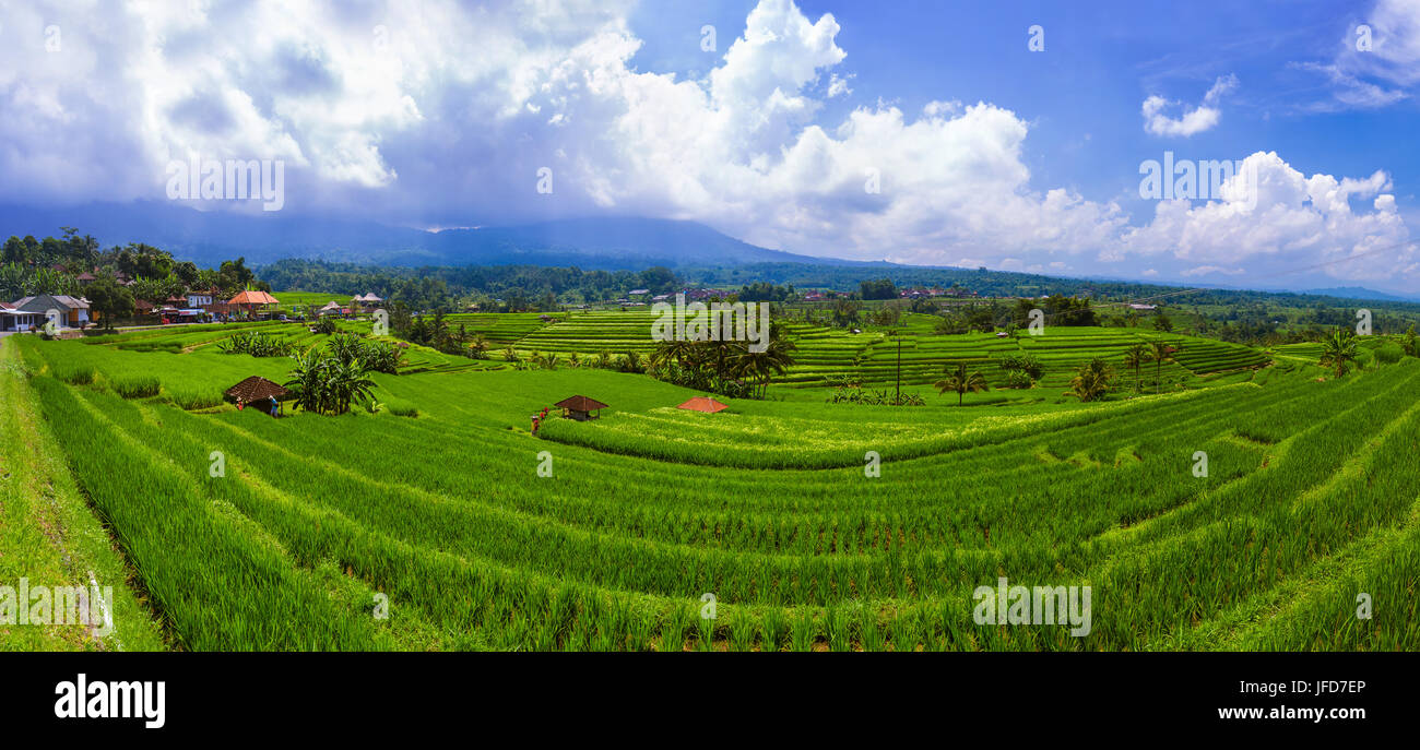 Rice fields - Bali island Indonesia Stock Photo - Alamy