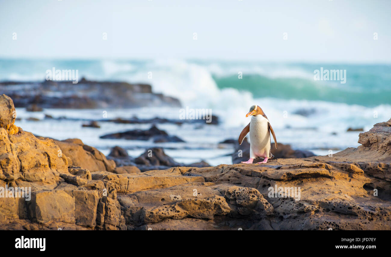 Yellow-eyed penguin, Hoiho (Megadyptes antipodes) on rocks, Petrified ...