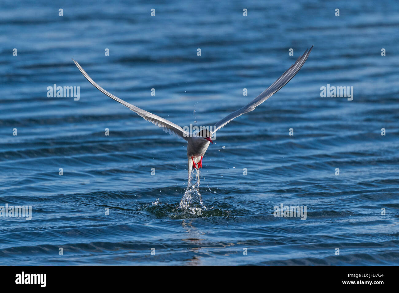 Arctic tern (Sterna paradisaea), in flight while fishing over the sea ...