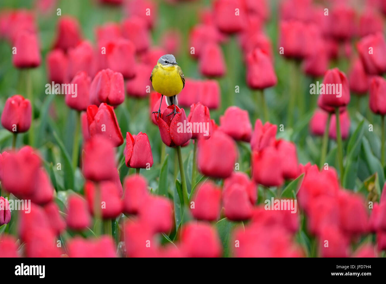 Yellow wagtail (Motacilla flava) in flower field of red tulips, Texel ...