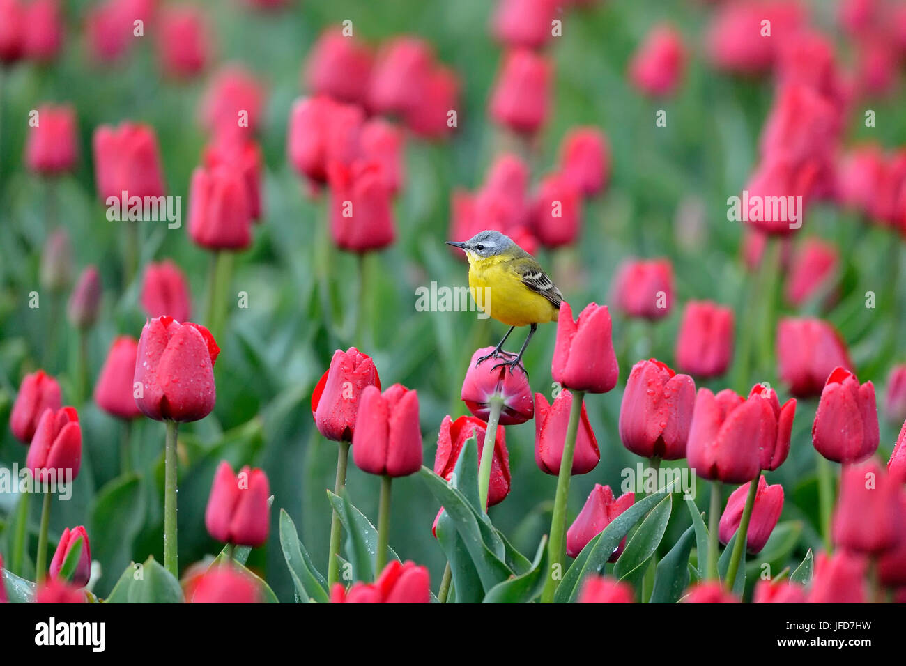 Yellow wagtail (Motacilla flava) in flower field of red tulips, Texel ...