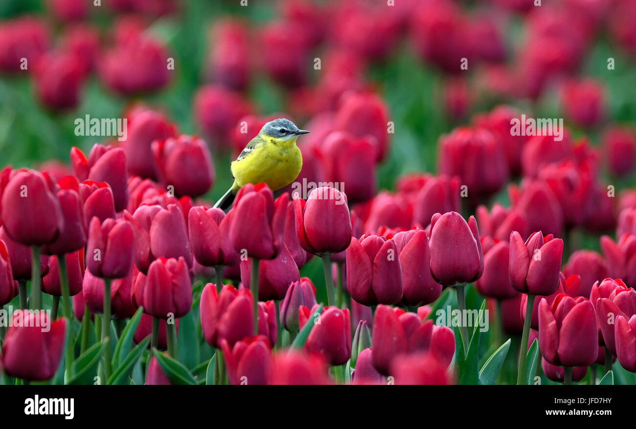 Yellow wagtail (Motacilla flava) in flower field of red tulips, Texel ...