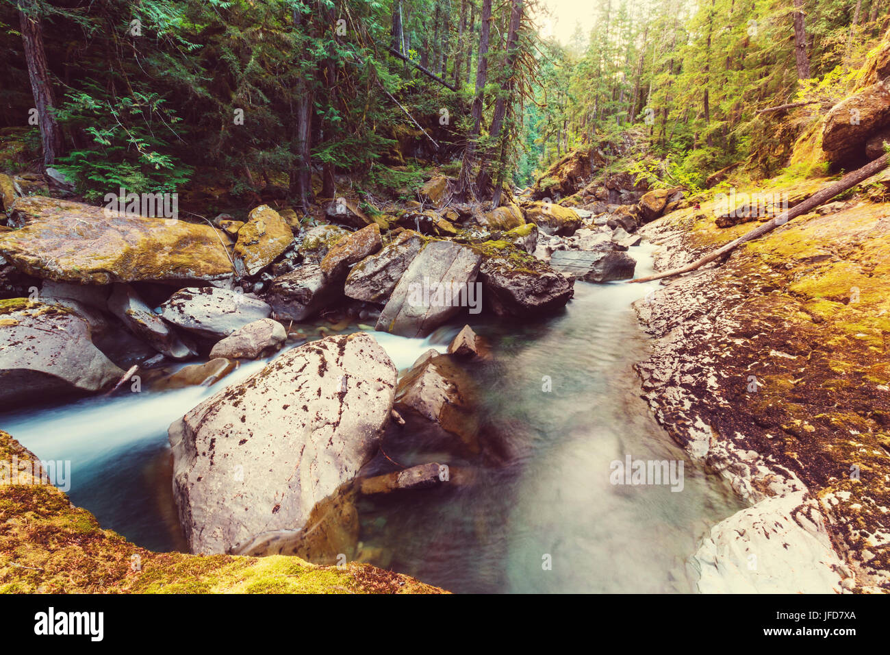 Creek in the forest Stock Photo - Alamy