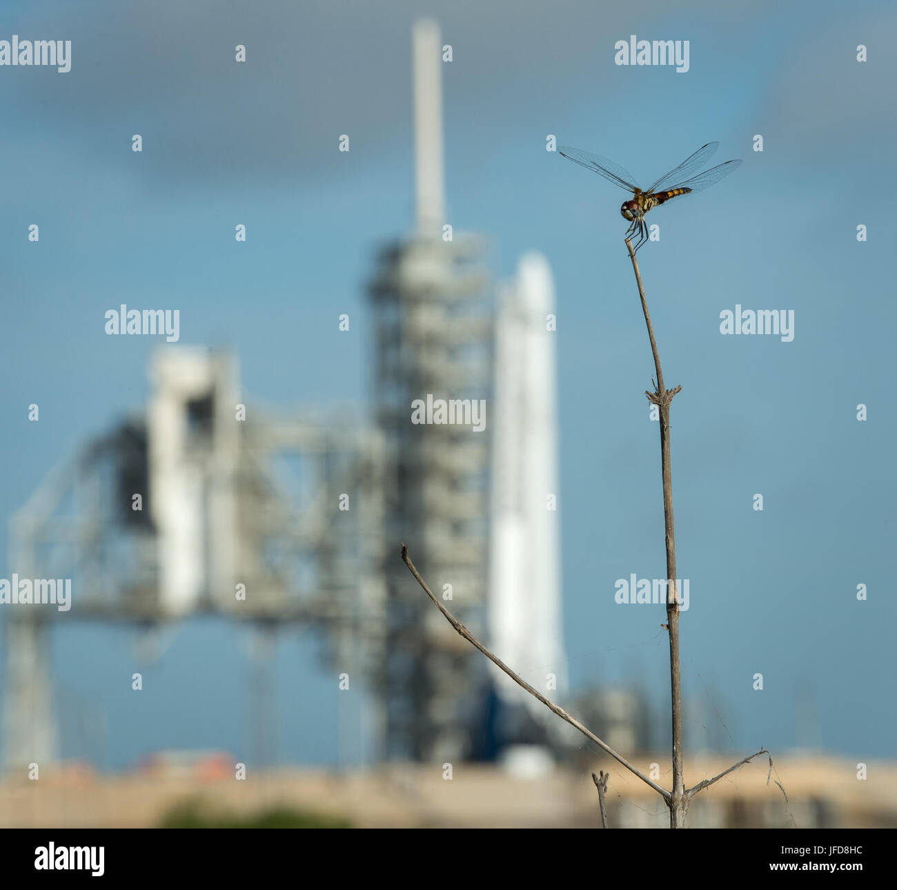 A dragonfly flies near the SpaceX Falcon 9 rocket at NASA's Kennedy ...