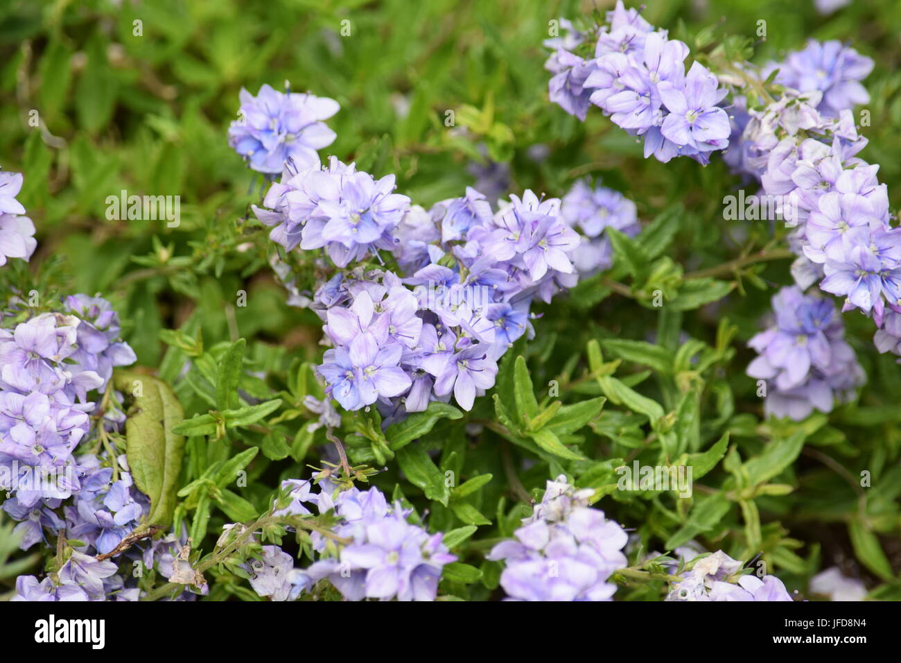 Blue alpine flowers Stock Photo - Alamy