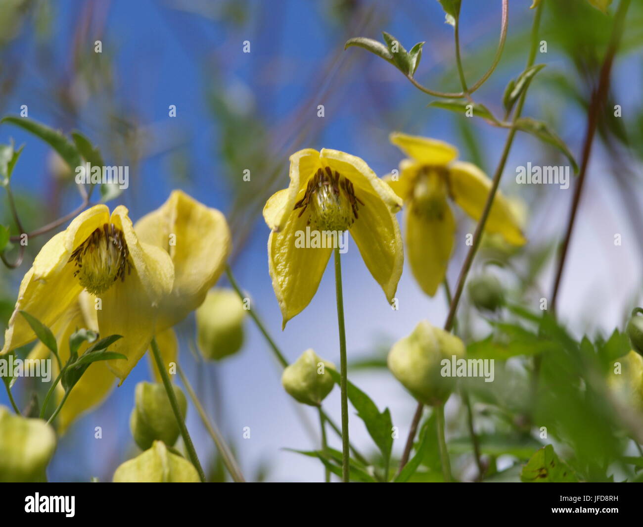 Yellow clematis flowers Stock Photo - Alamy