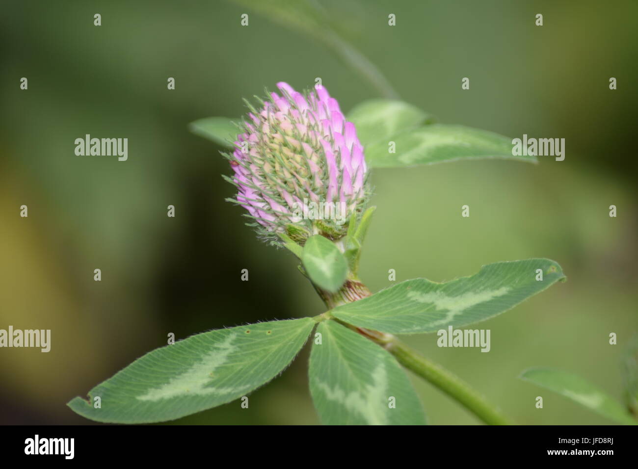 Purple clover flower Stock Photo - Alamy