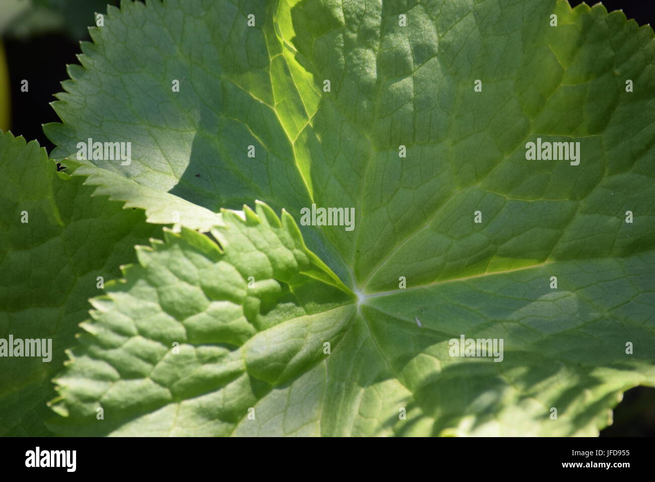 Marsh marigold leaf in sunlight Stock Photo - Alamy