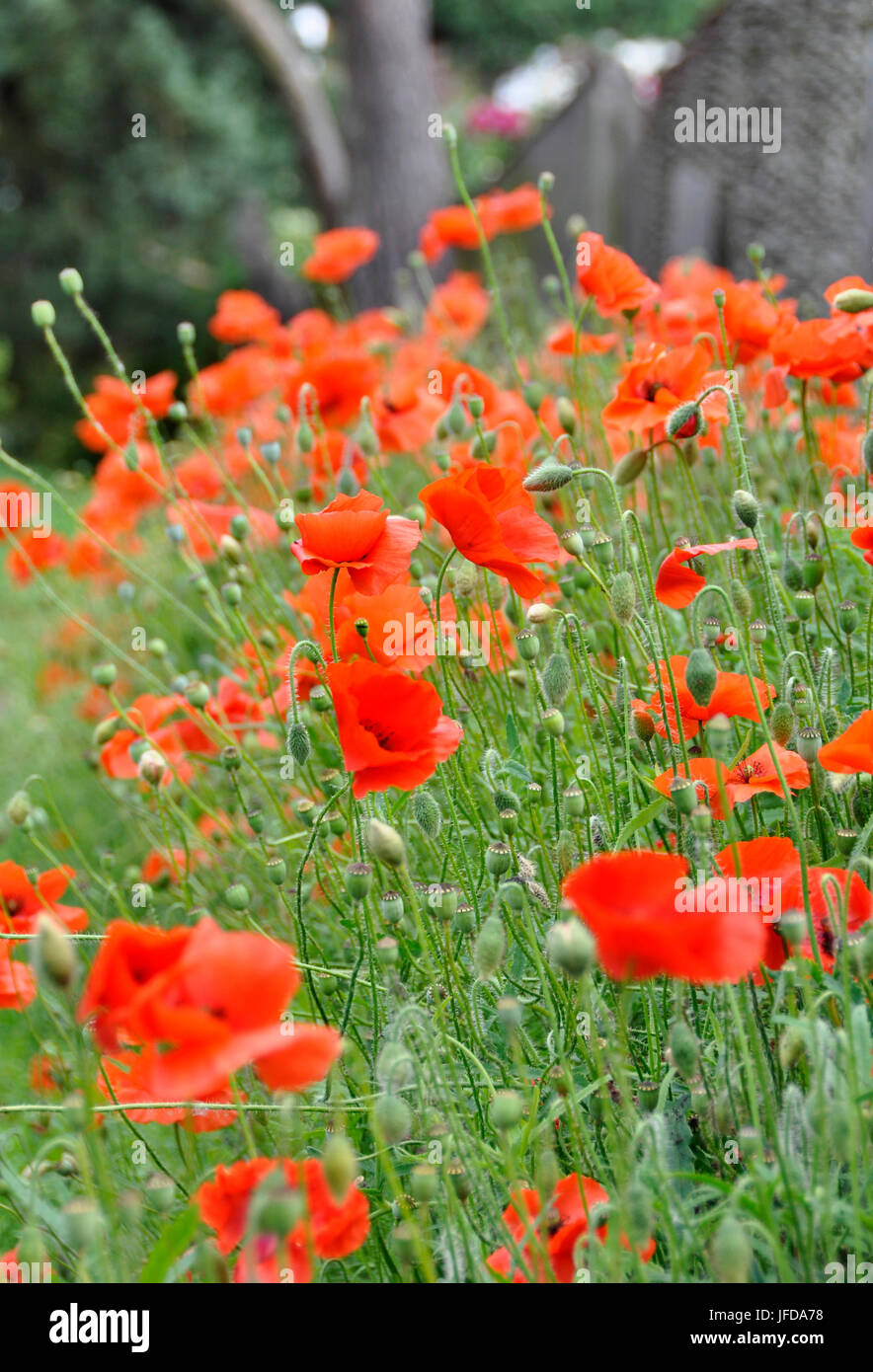 Dead poppies flowers hi-res stock photography and images - Alamy
