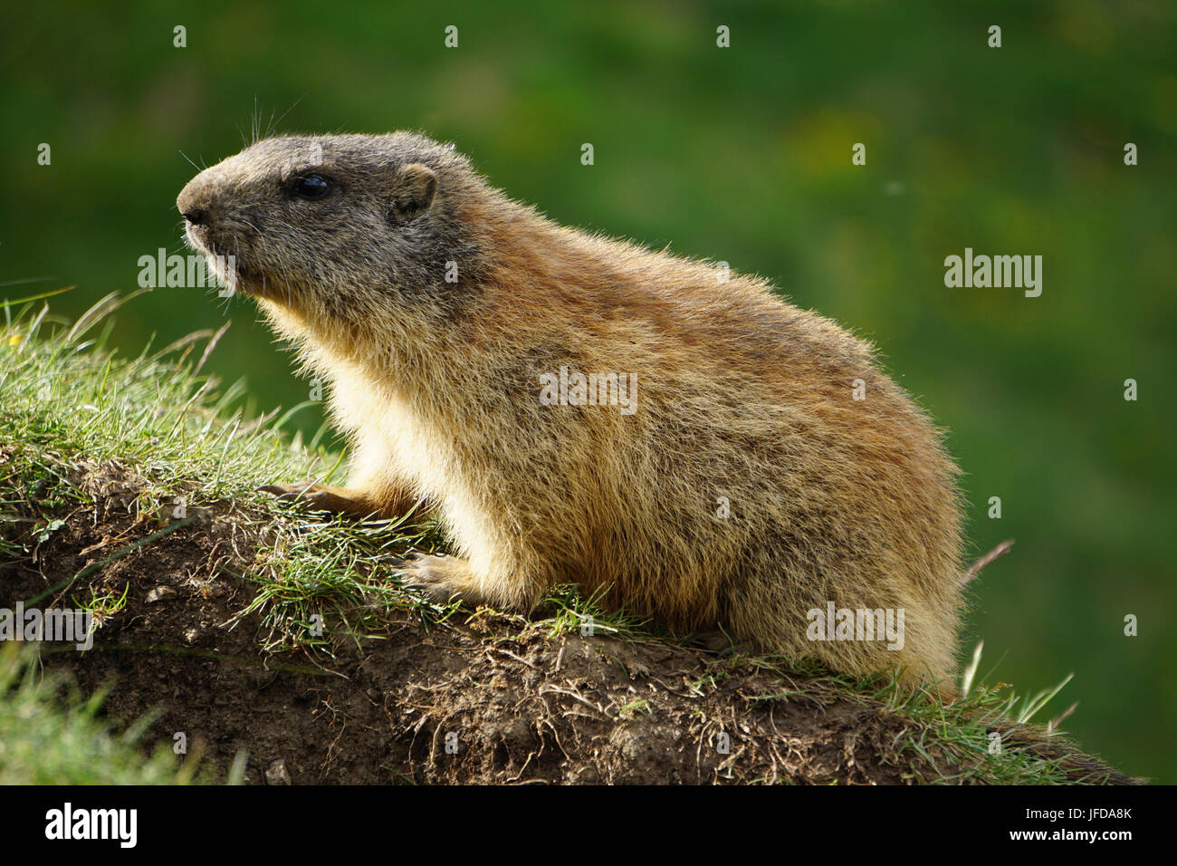 Alpine marmot in the natural environment Stock Photo - Alamy