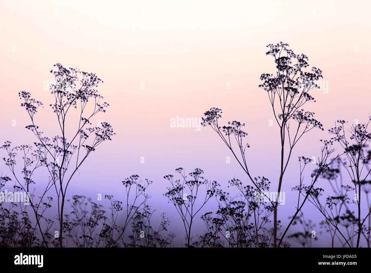 Gass at sunset Stock Photo - Alamy