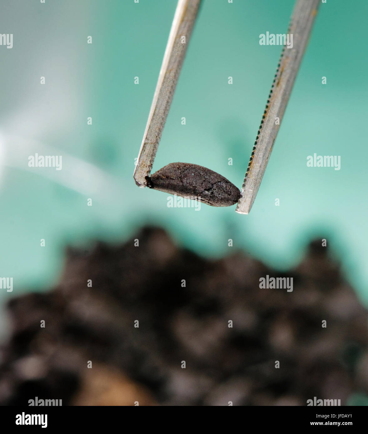 Sampling an archaeological specimen of charred seeds Stock Photo - Alamy
