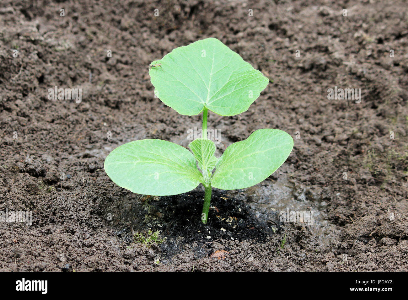 A sprout of young pumpkin seedlings planted in the open ground in ...