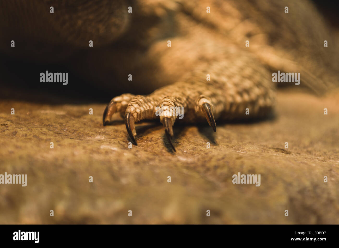 Dragon foot claws hi-res stock photography and images - Alamy
