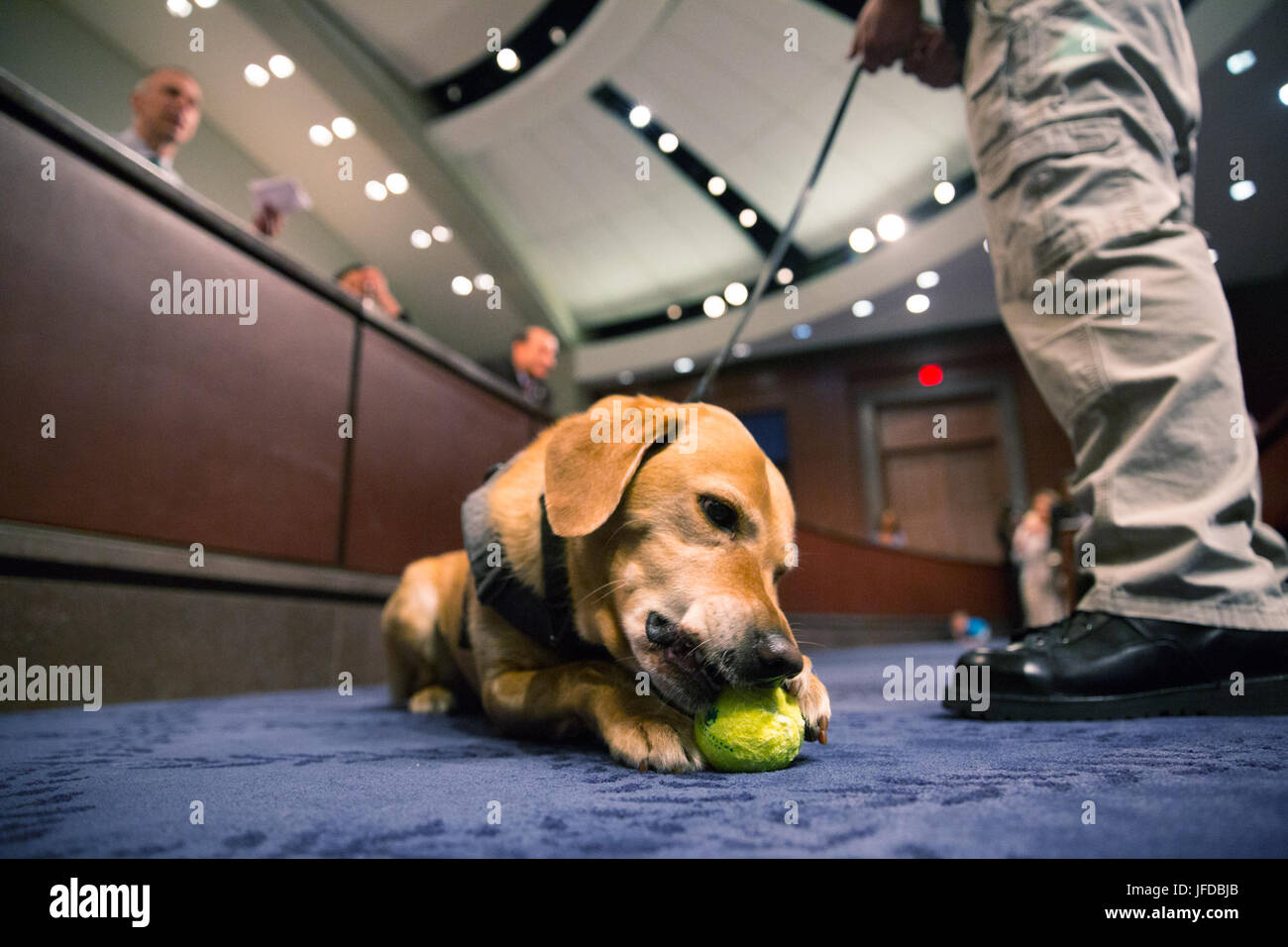Customs and border protection canine program hi-res stock photography ...