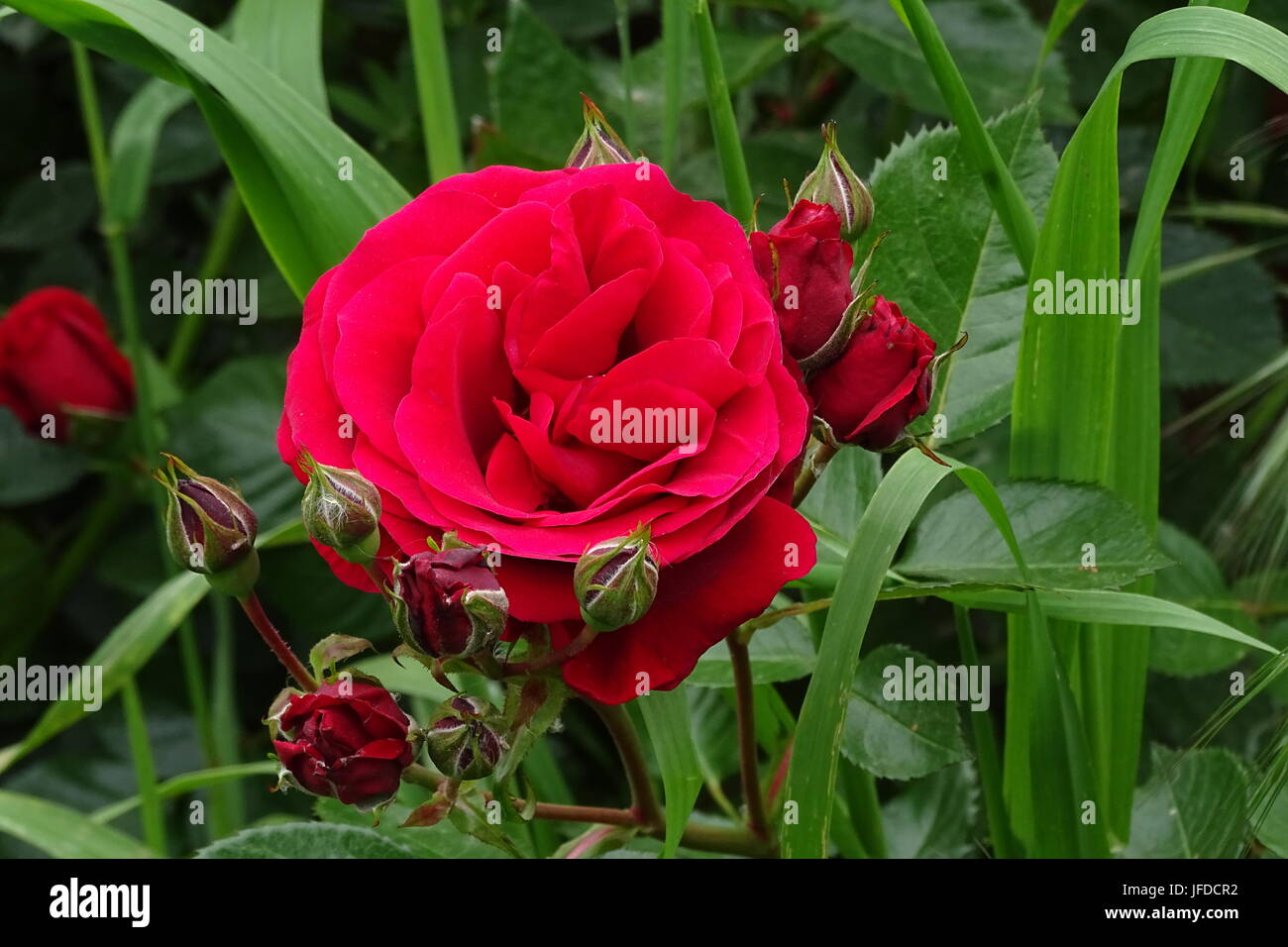A Red Rose Stock Photo - Alamy
