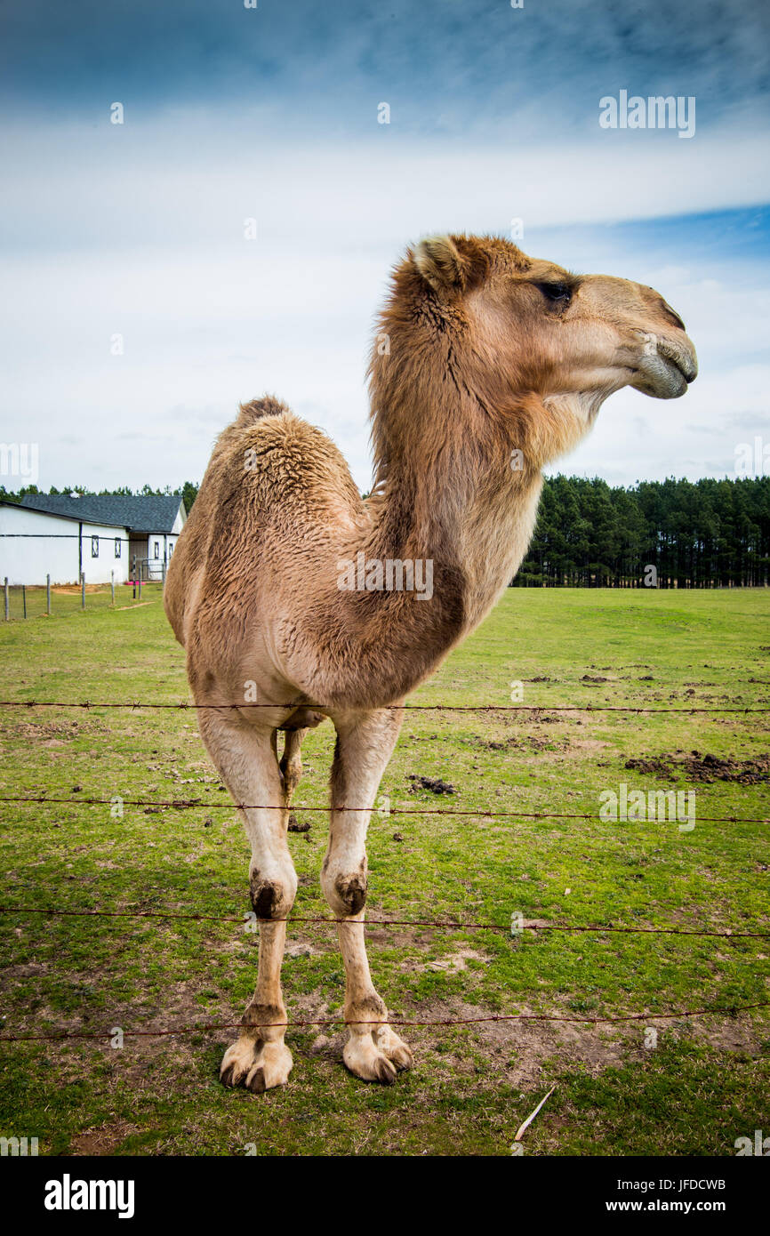House of the old camel hi-res stock photography and images - Alamy