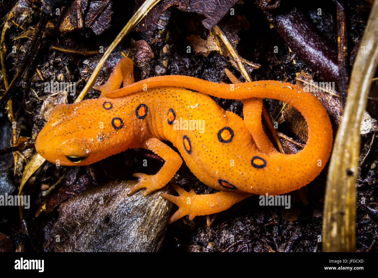 Orange salamander hi-res stock photography and images - Alamy