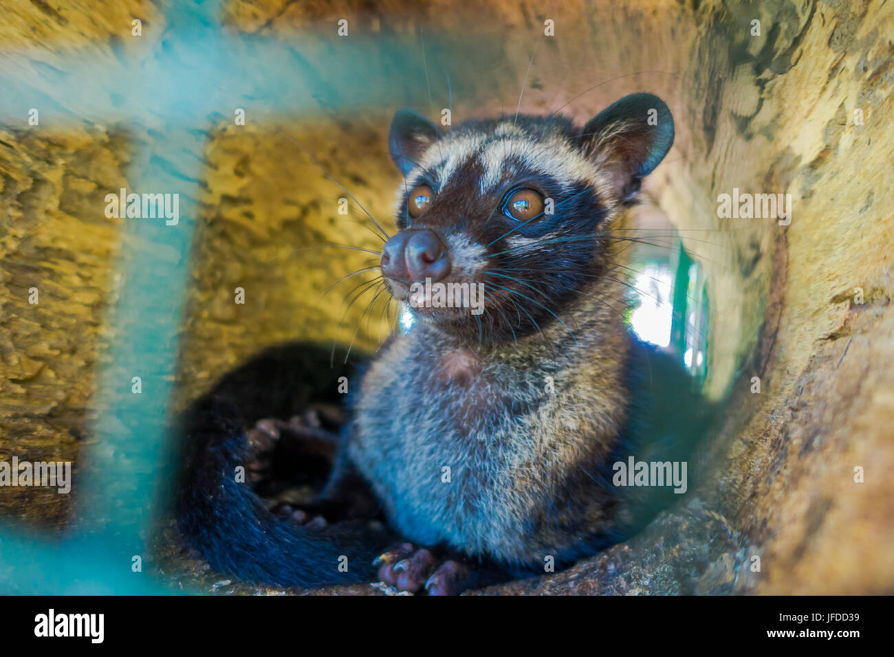 Asianpalmcivet hi-res stock photography and images - Alamy