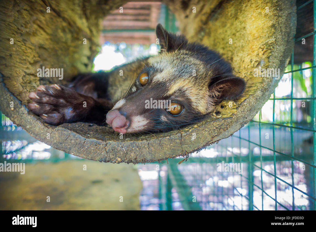 The animal, used for the production of expensive most gourmet coffee ...
